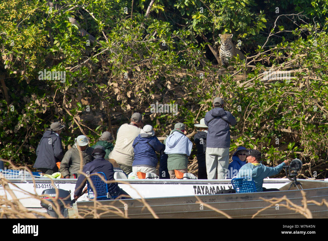 Tourists watching wild Jaguar (Panthera onca) from boat on river ...