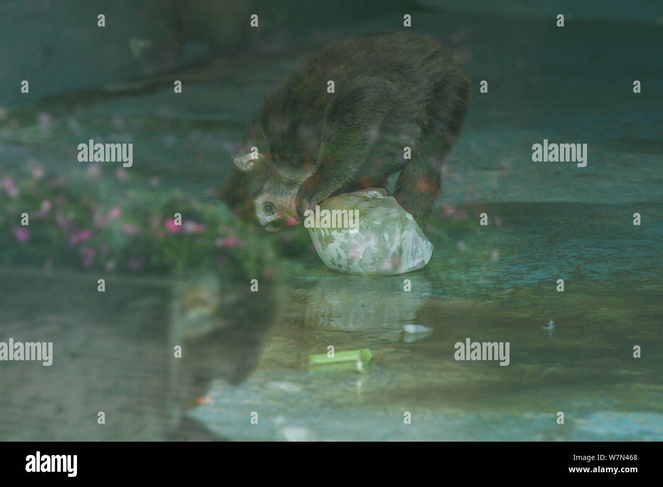 A monkey cools off with a huge ice block at Chengdu zoo in Chengdu city ...