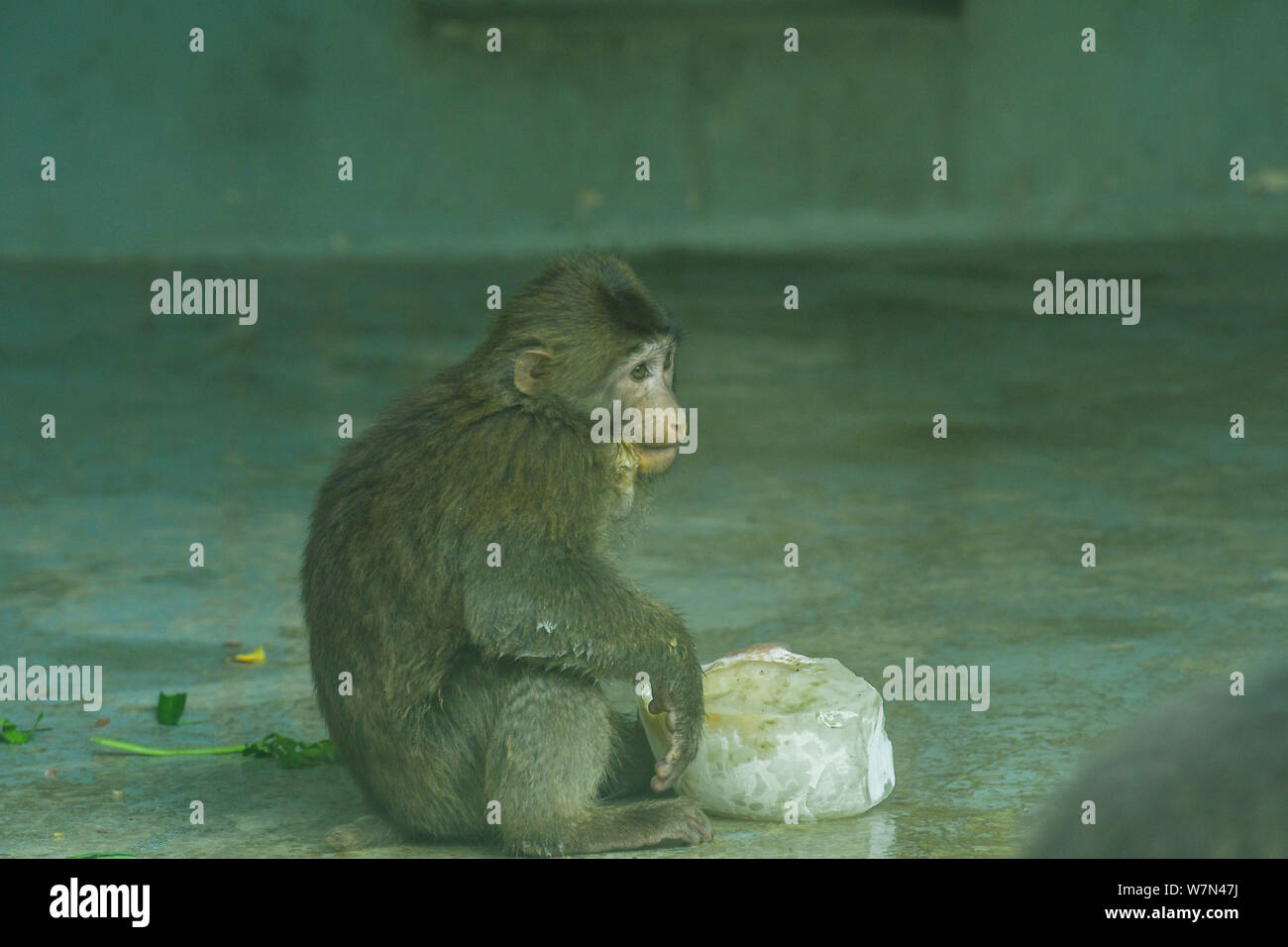 A monkey cools off with a huge ice block at Chengdu zoo in Chengdu city ...