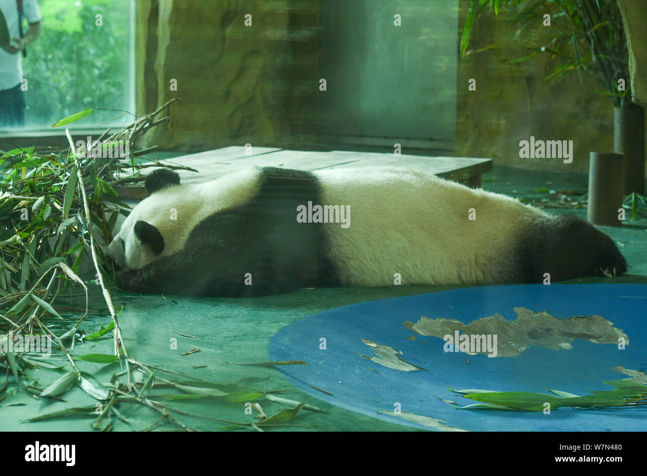 A giant panda cools off with a huge ice block in an air-conditioned ...