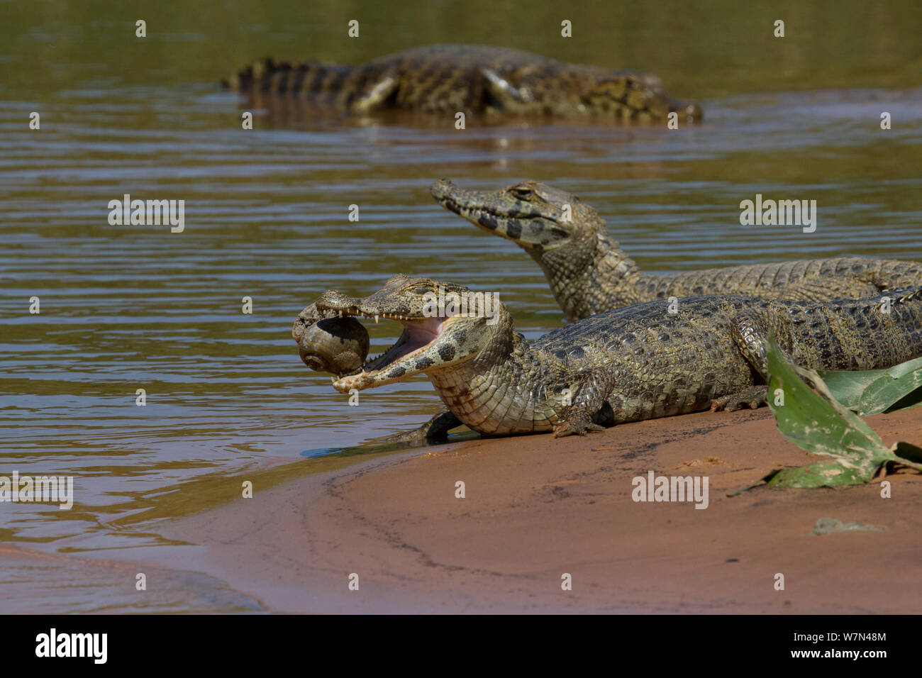 Yacare caiman (Caiman yacare) feeding on apple snail (Pomacea ...
