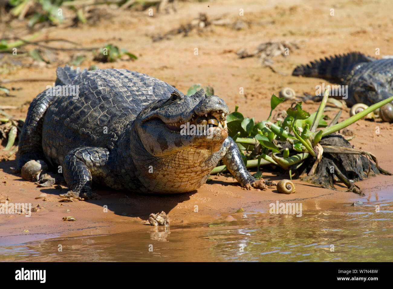 Yacare caiman (Caiman yacare) feeding on apple snail (Pomacea ...
