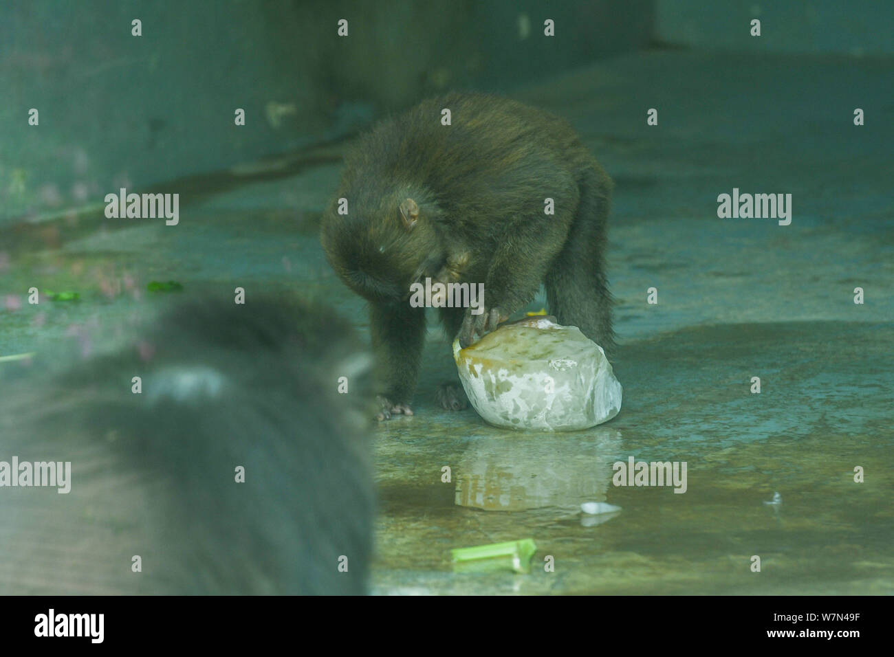 A monkey cools off with a huge ice block at Chengdu zoo in Chengdu city ...