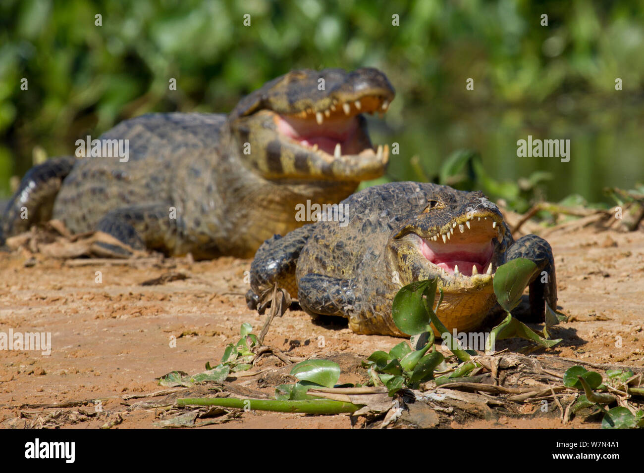 Yacare caiman (Caiman yacare) basking in sun, Pantanal, Pocone, Brazil ...