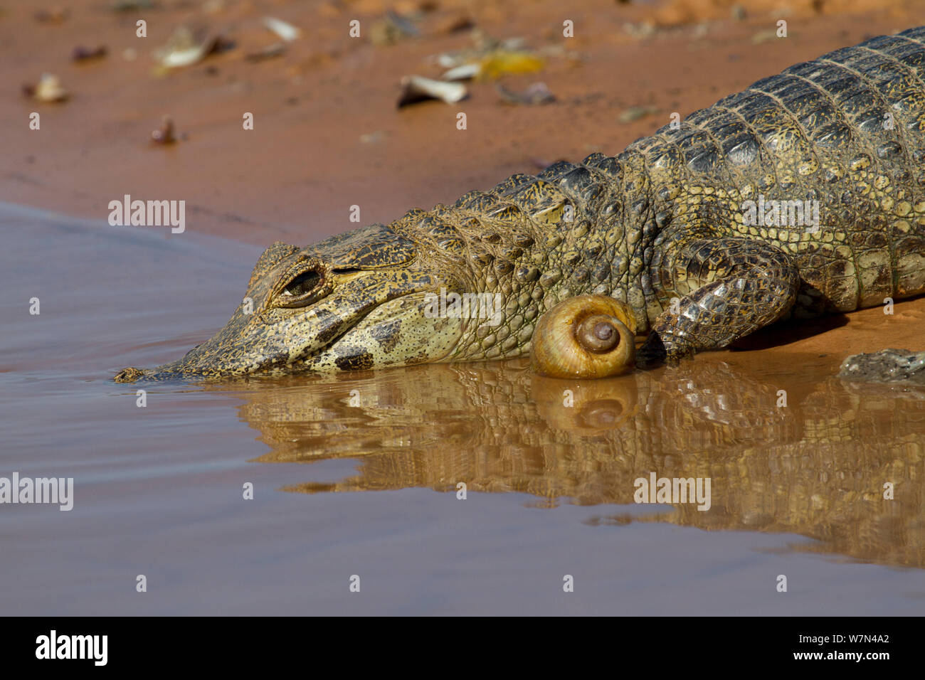 Yacare caiman (Caiman yacare) feeding on apple snail (Pomacea ...