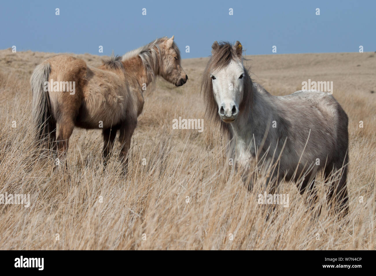 Welsh Mountain ponies, Welsh Cob, Welsh Pony of Cob (Equus ferus ...