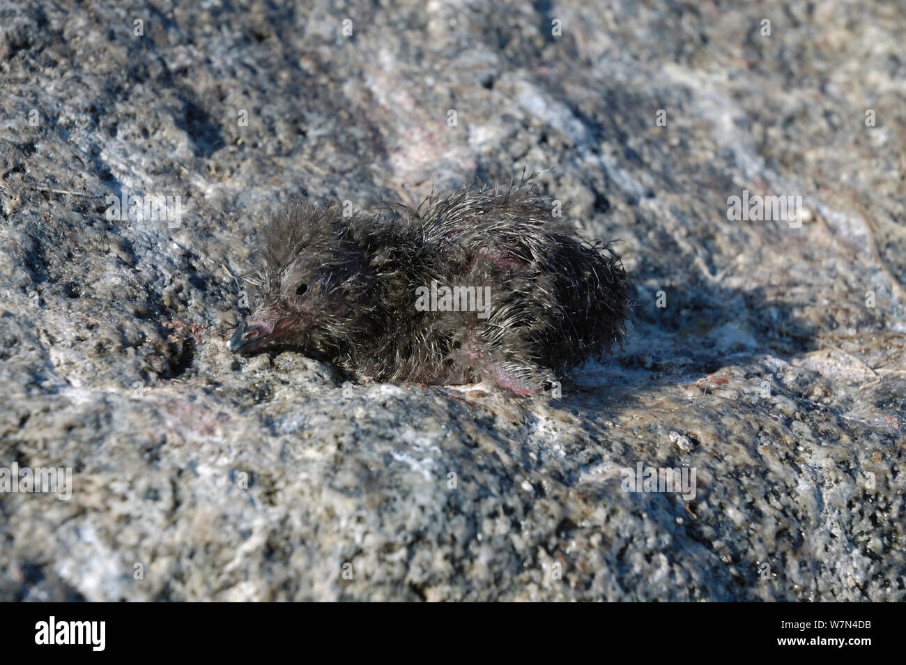 Whiskered auklet (Aethia pygmaea) chick, Iony Island / Jonas' Island ...