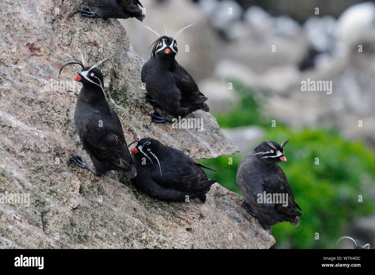 Whiskered auklets (Aethia pygmaea), Iony Island / Jonas' Island, Sea of ...