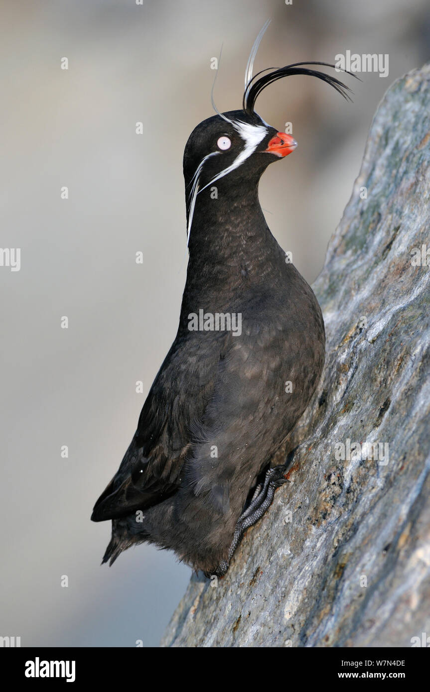 Whiskered auklet (Aethia pygmaea), Iony Island / Jonas' Island, Sea of ...
