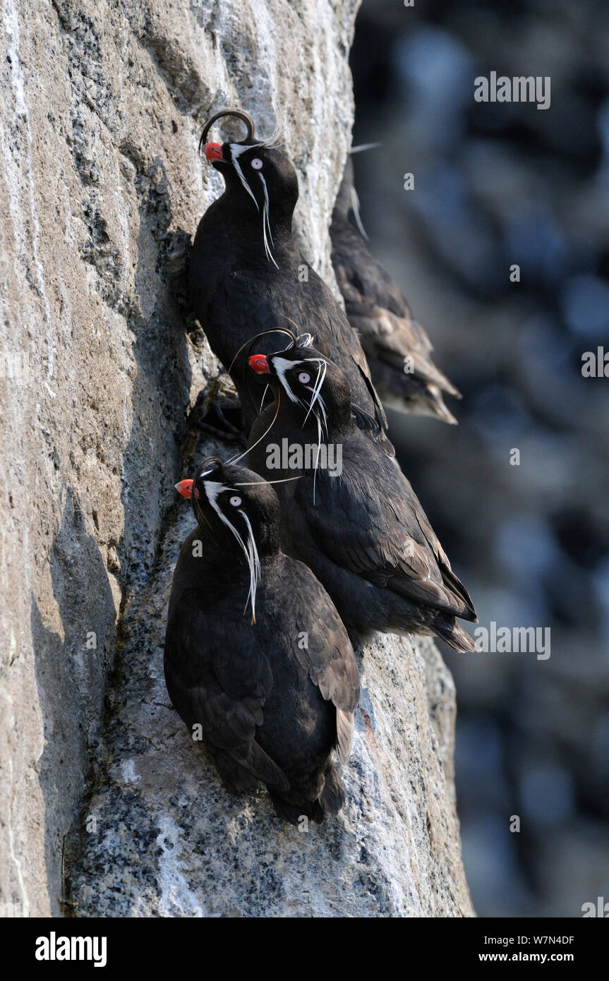 Whiskered auklets (Aethia pygmaea) perched on rock ledge, Iony Island ...