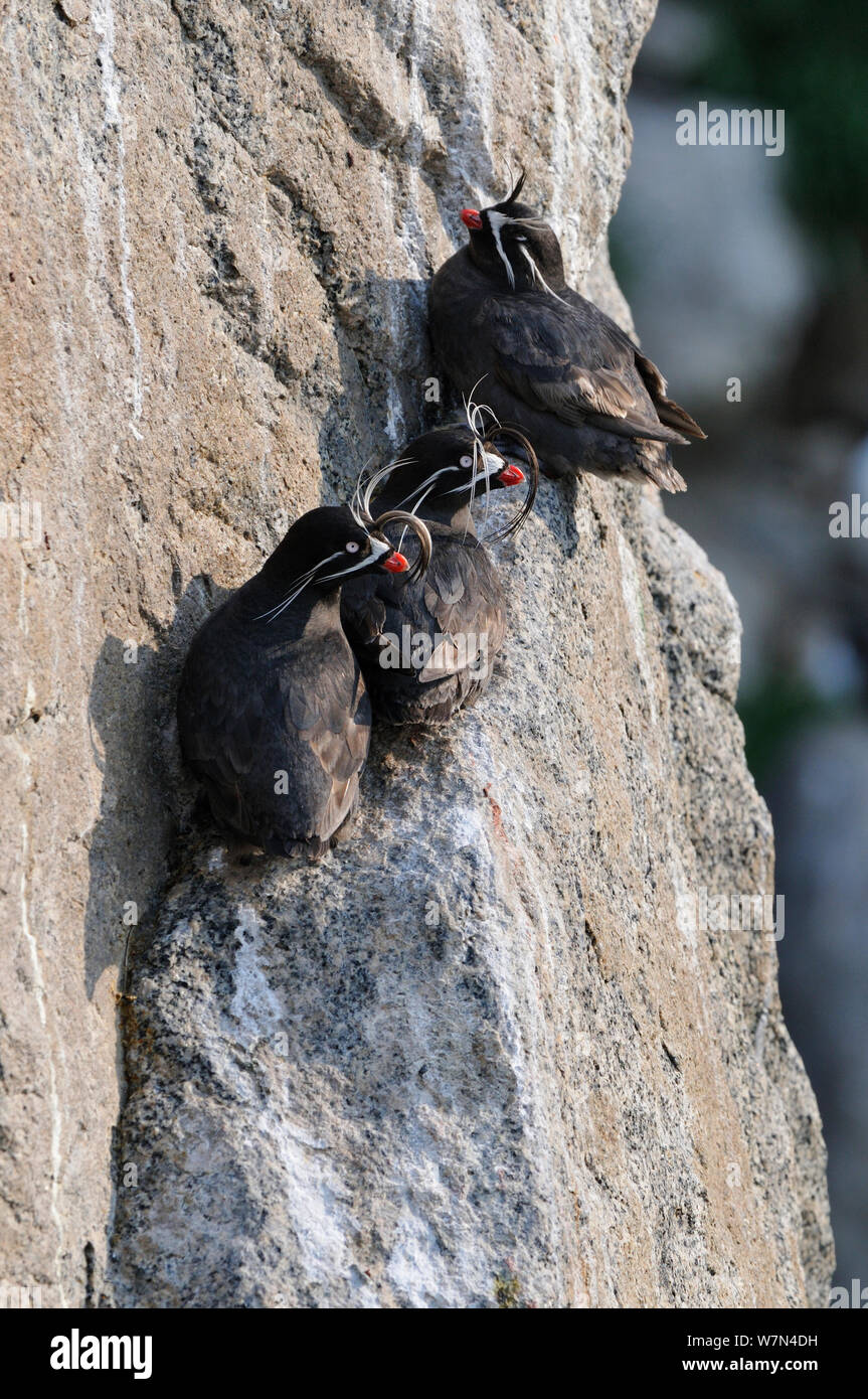 Whiskered auklets (Aethia pygmaea) perched on rock ledge, Iony Island ...