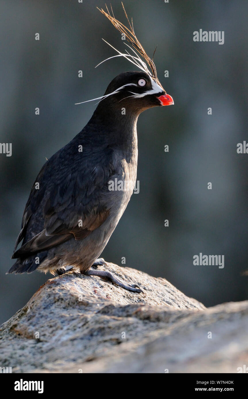 Iony Island High Resolution Stock Photography and Images - Alamy