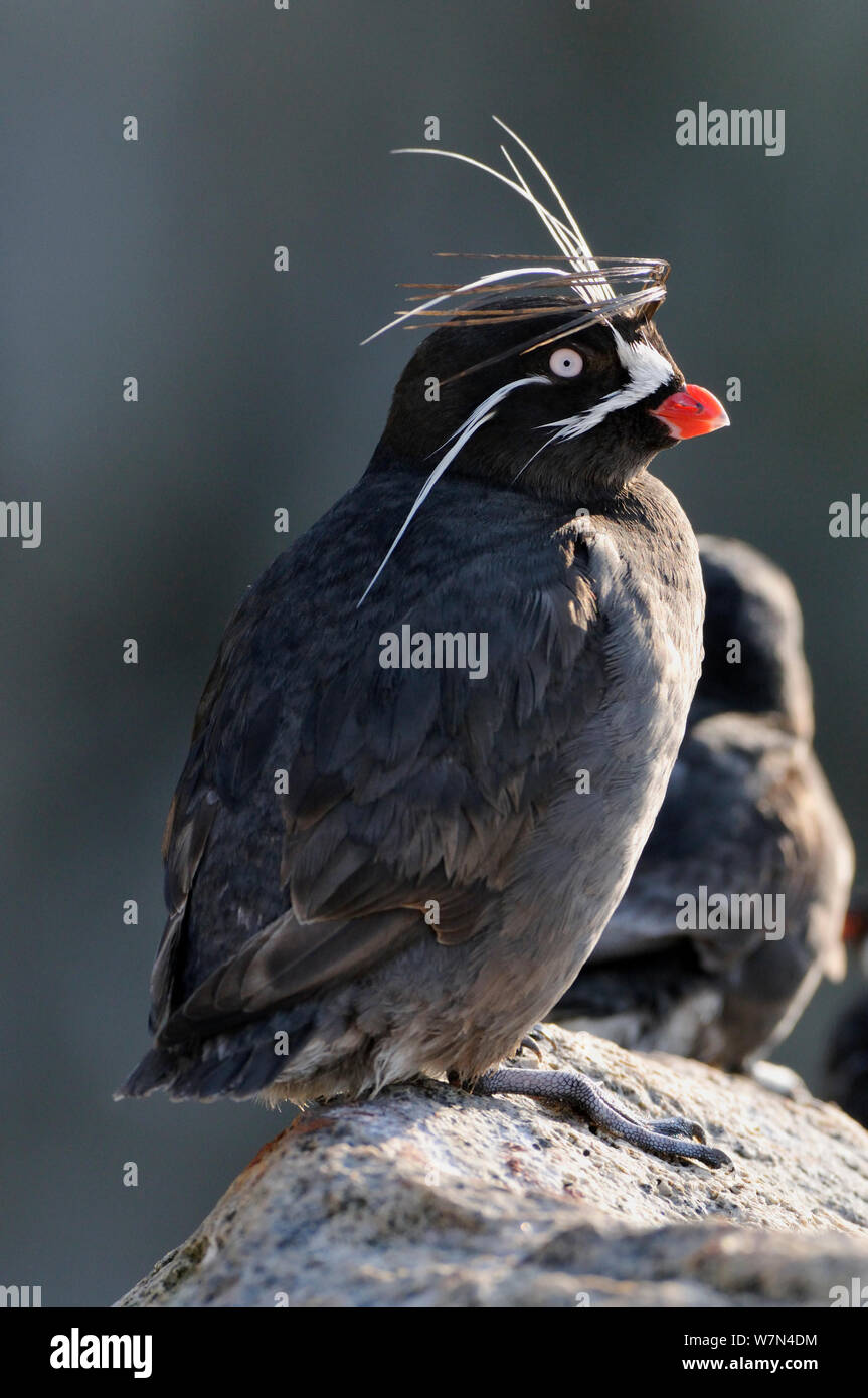 Whiskered auklet (Aethia pygmaea), Iony Island / Jonas' Island, Sea of ...