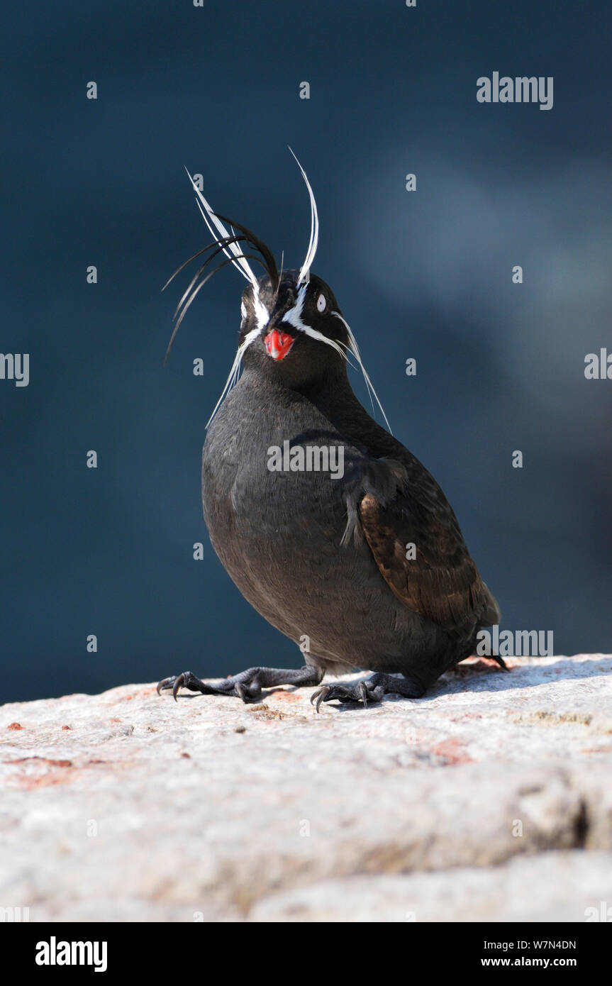 Whiskered auklet (Aethia pygmaea), Iony Island / Jonas' Island, Sea of ...