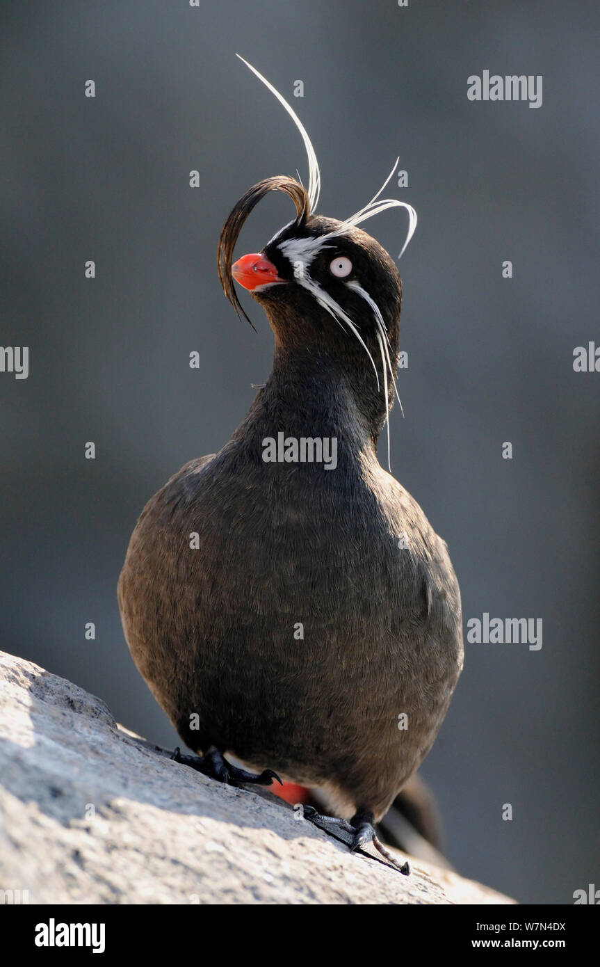 Whiskered auklet (Aethia pygmaea), Iony Island / Jonas' Island, Sea of ...