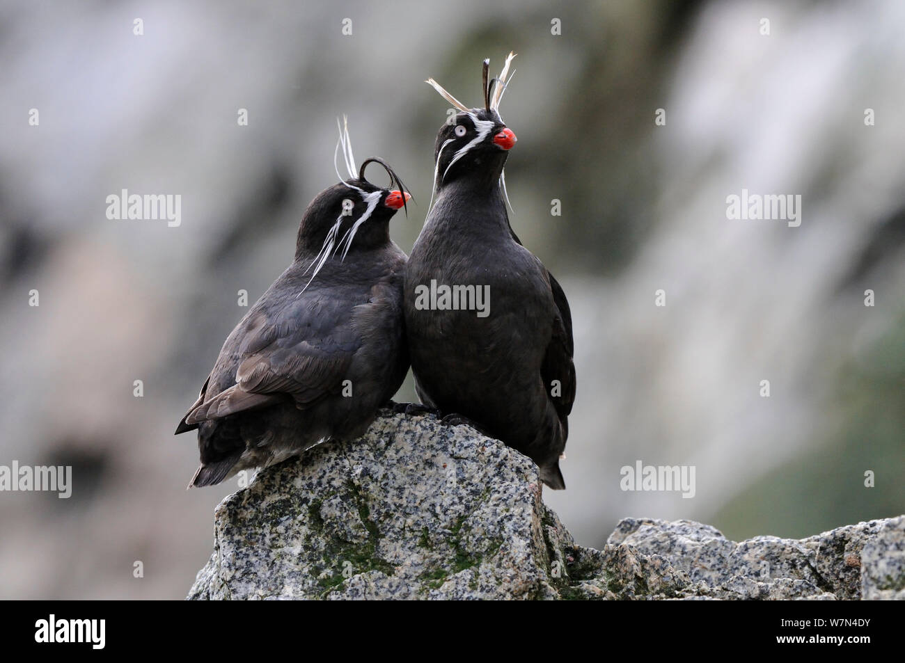 Whiskered auklets (Aethia pygmaea), Iony Island / Jonas' Island, Sea of ...