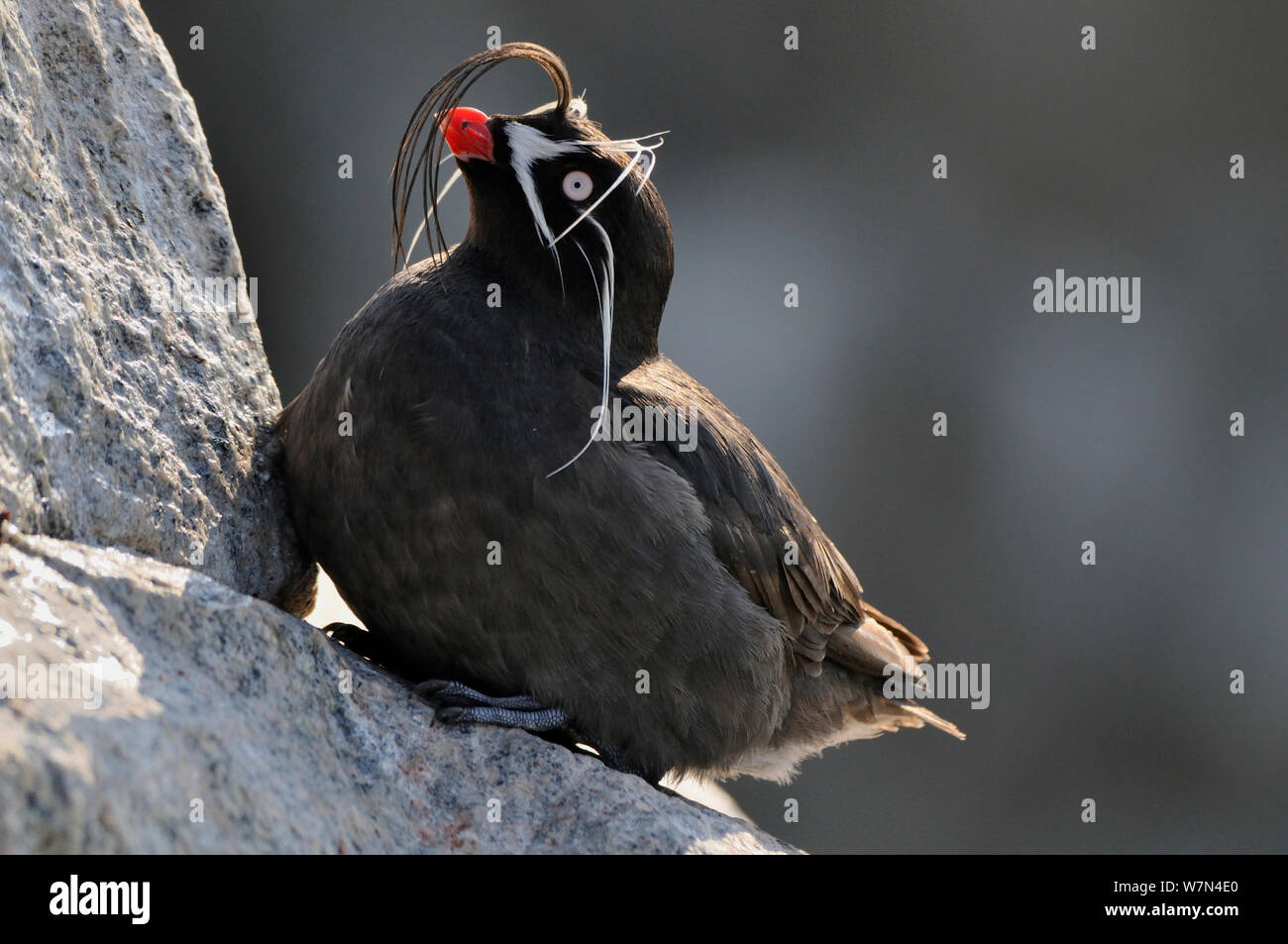 Whiskered auklet (Aethia pygmaea) perched on rock ledge, Iony Island ...