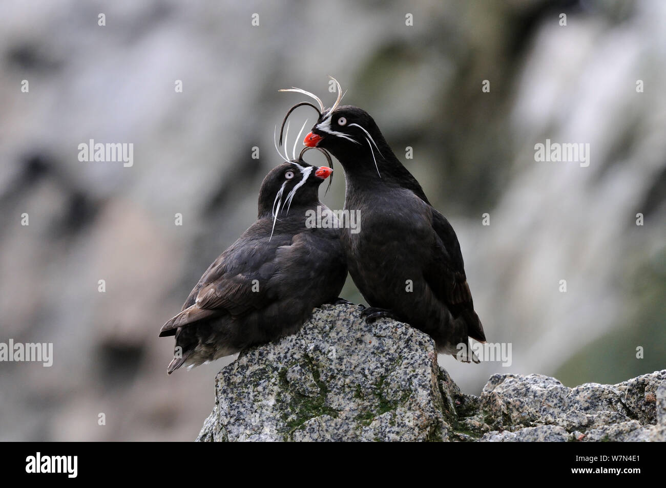 Whiskered auklets (Aethia pygmaea), Iony Island / Jonas' Island, Sea of ...