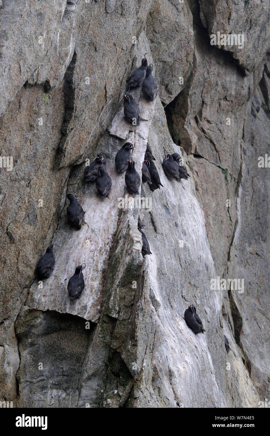 Auklets hi-res stock photography and images - Alamy