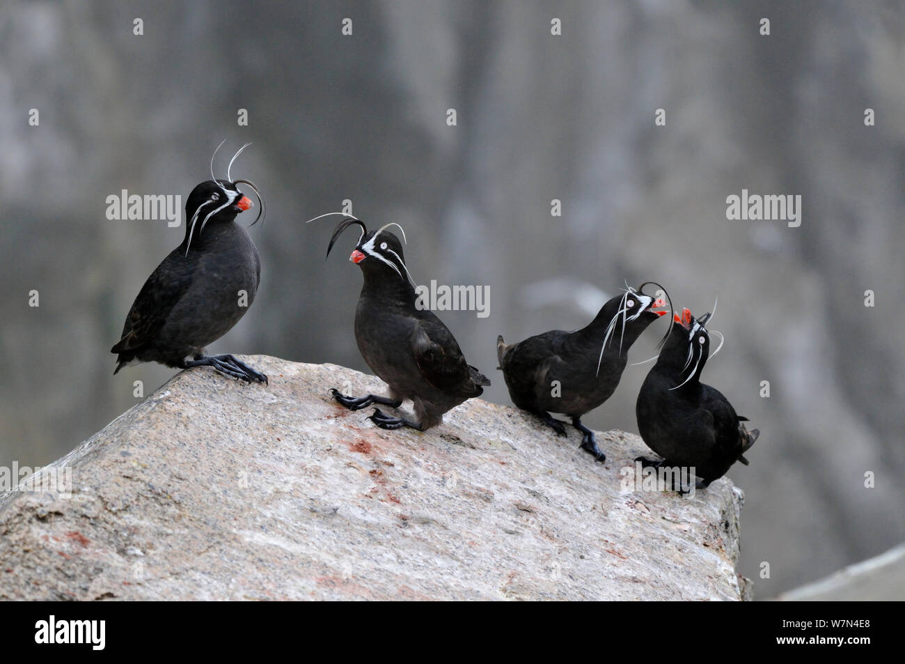 Whiskered auklets (Aethia pygmaea), Iony Island / Jonas' Island, Sea of ...