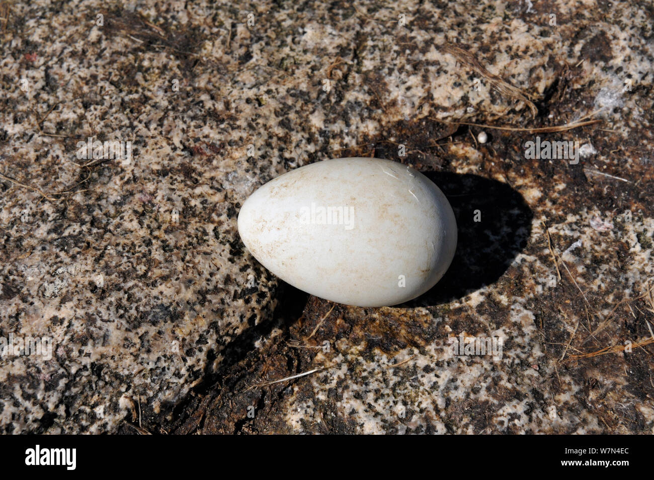 Whiskered auklet (Aethia pygmaea) egg in rock crevice, Iony Island ...