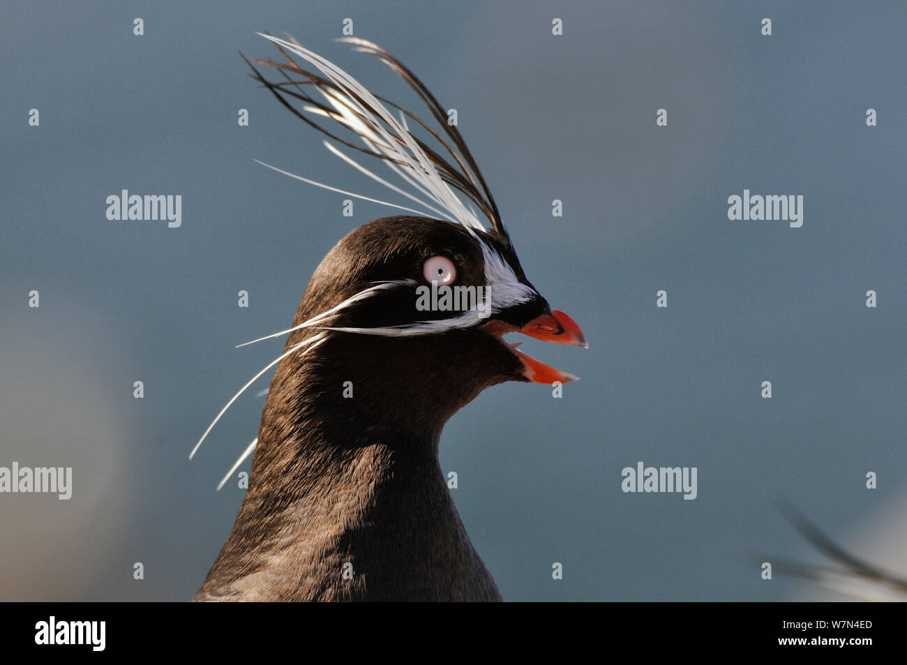 Whiskered auklet (Aethia pygmaea), Iony Island / Jonas' Island, Sea of ...