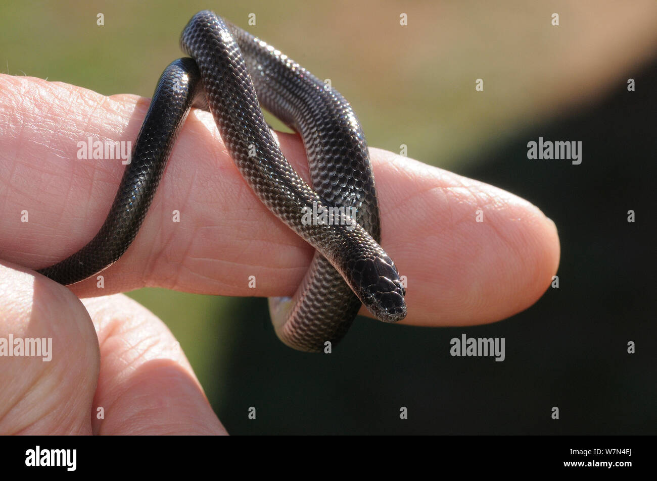 Cape Wolf Snake (Lycophidion capense) Neonate on human finger for scale ...