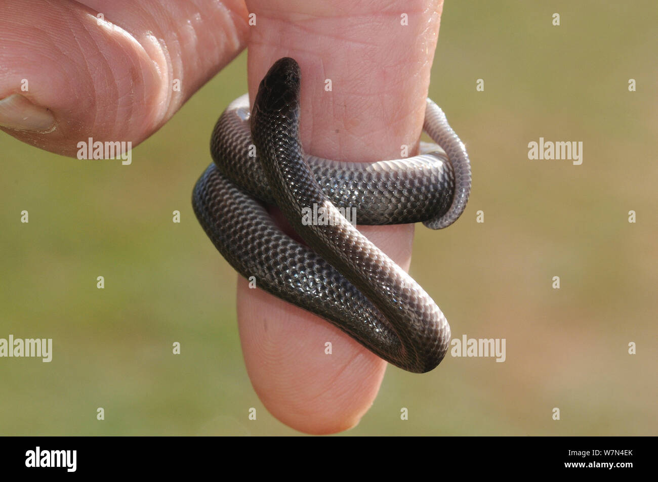Baby snakes hi-res stock photography and images - Alamy
