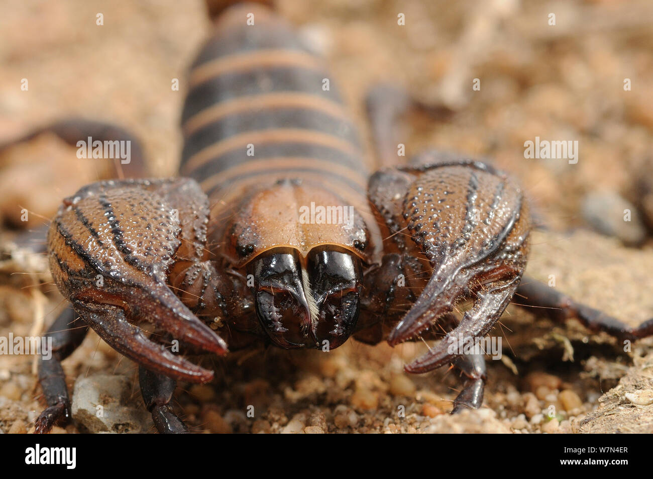 Crusher burrowing Scorpion (Opistophthalmus macer) close-up of ...