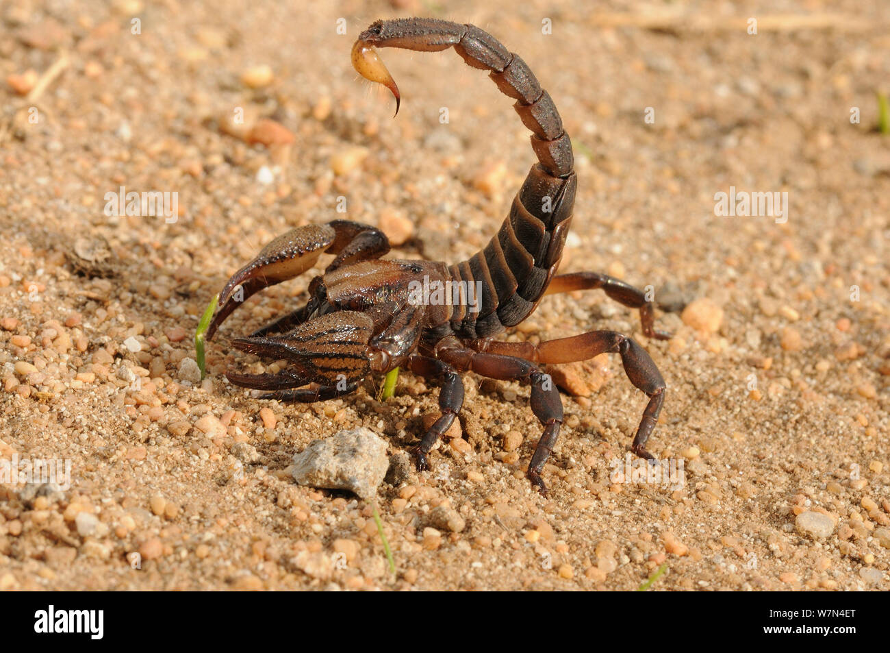 Scorpion tails hi-res stock photography and images - Alamy