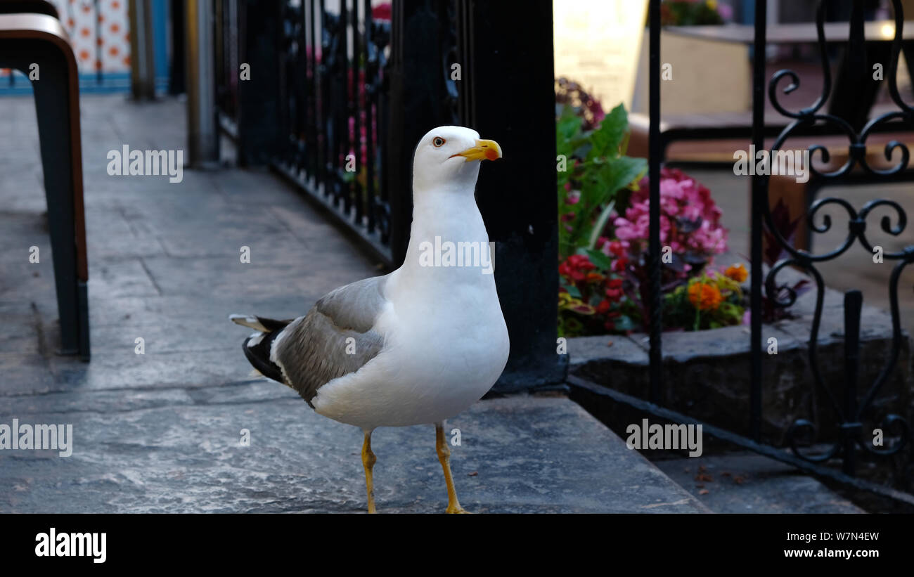 Curious gull stealing food from people Stock Photo - Alamy