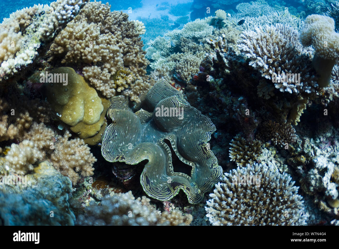 Fluted giant clam (Tridacna squamosa) on coral reef. Maldives, Indian ...