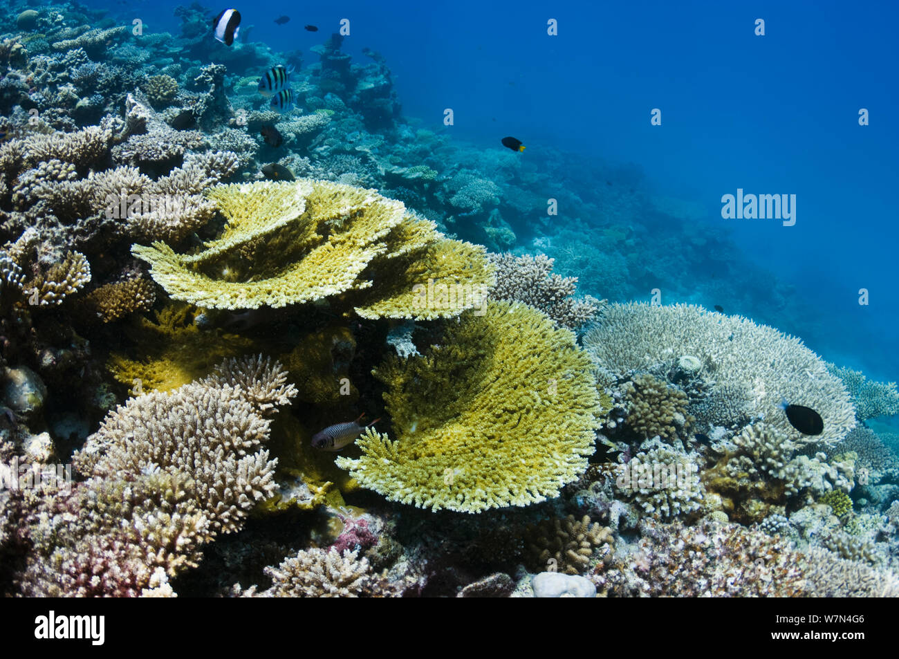 Acropora table coral (Acropora) on coral reef, Maldives, Indian Ocean ...