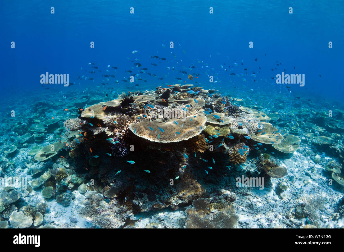 Table top corals (Acropora hyacinthus) sun dapple on shallow reef top ...