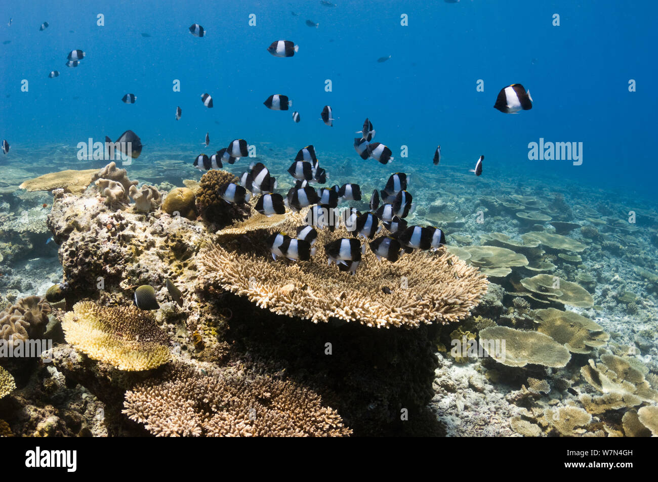 Black pyramid butterflyfish (Hemitaurichthys zoster) over table coral ...