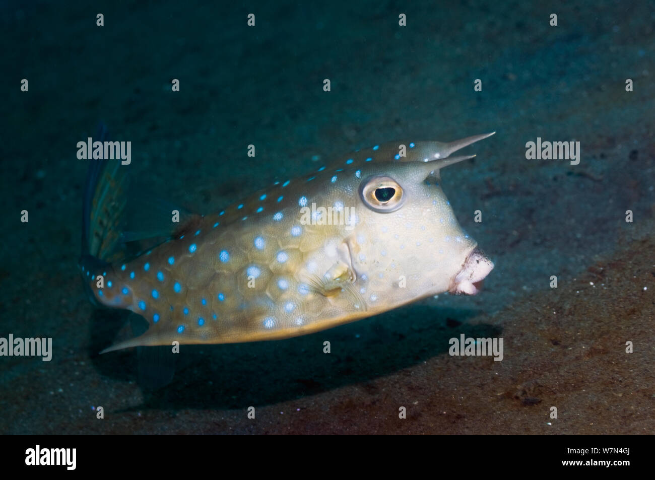 Longhorn cowfish (Lactoria cornuta) Manado, North Sulawesi, Indonesia ...