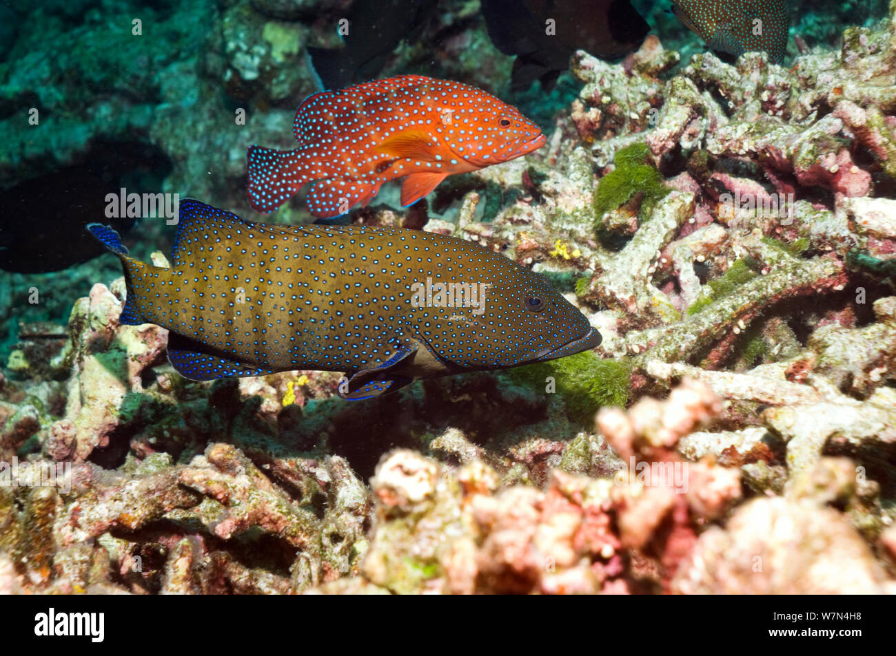 Peacock grouper (Cephalopholis argus) and Coral hind (Cephalopholis ...