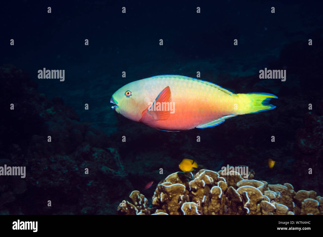 Indian ocean steephead parrotfish hi-res stock photography and images ...