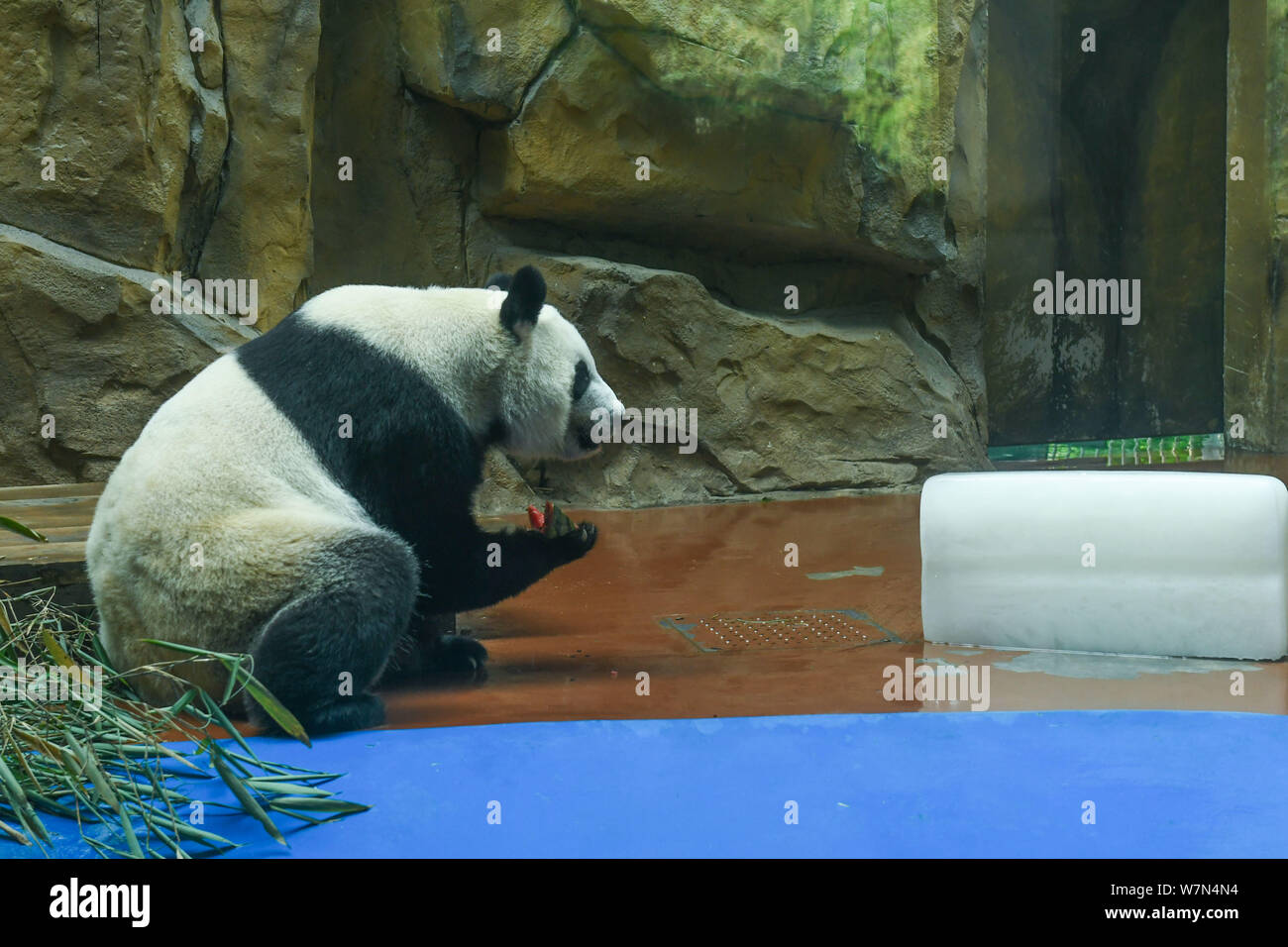 A giant panda cools off with a huge ice block and watermelons in an air ...