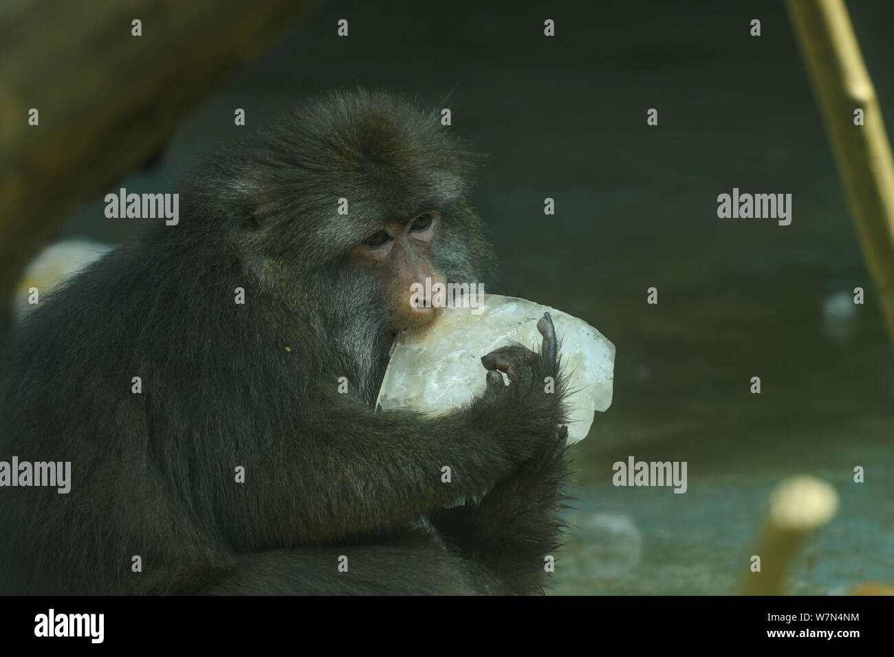 A monkey cools off with a huge ice block at Chengdu zoo in Chengdu city ...