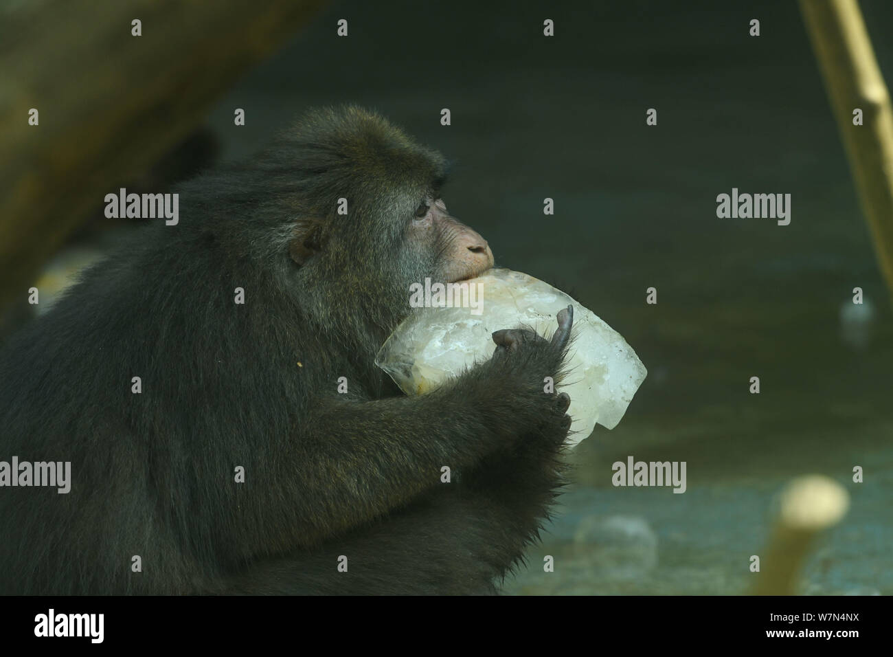 A monkey cools off with a huge ice block at Chengdu zoo in Chengdu city ...