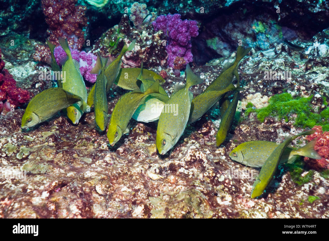 Grazing on algae hi-res stock photography and images - Alamy