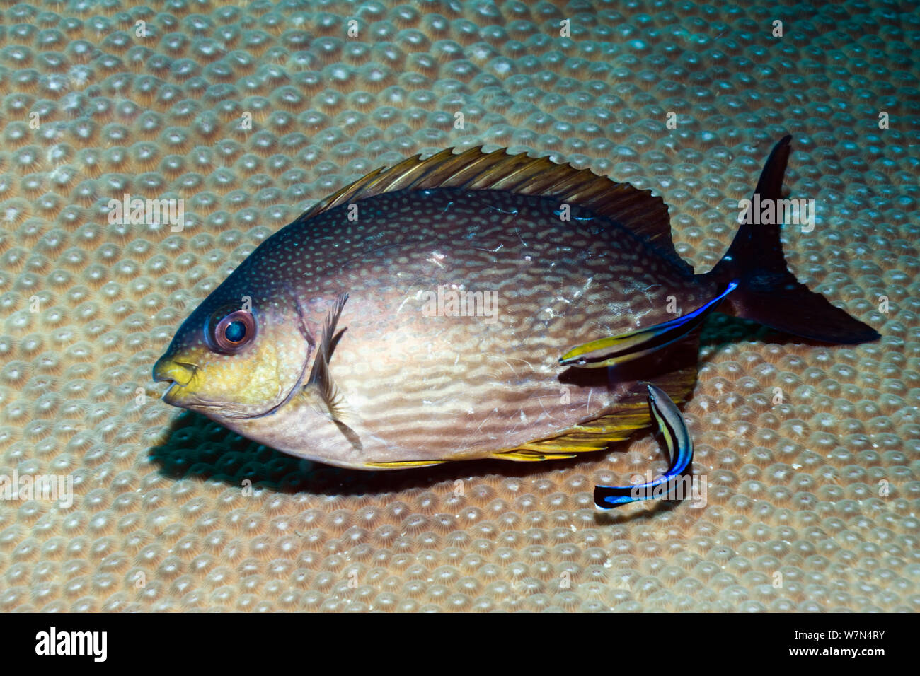 Rivulated rabbitfish (Siganus rivulatus) being cleaned by a Bluestreak ...