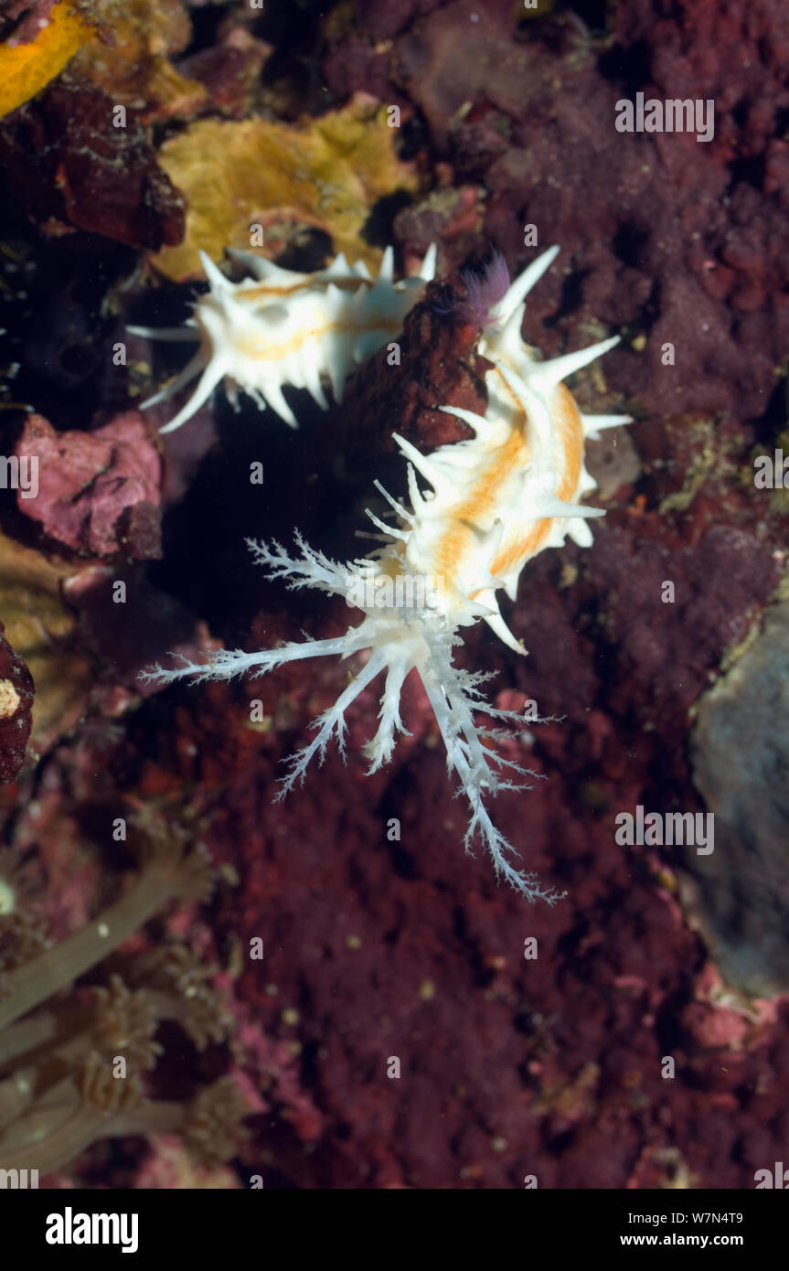 Yellow sea cucumber (Colochirus robustus) feeding, Rinca, Komodo ...