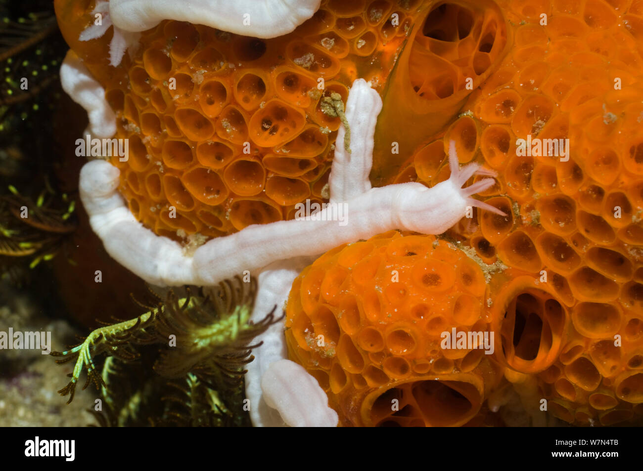 Synaptid sea cucumber (Holothuroidea) on sponge, Rinca, Komodo National ...
