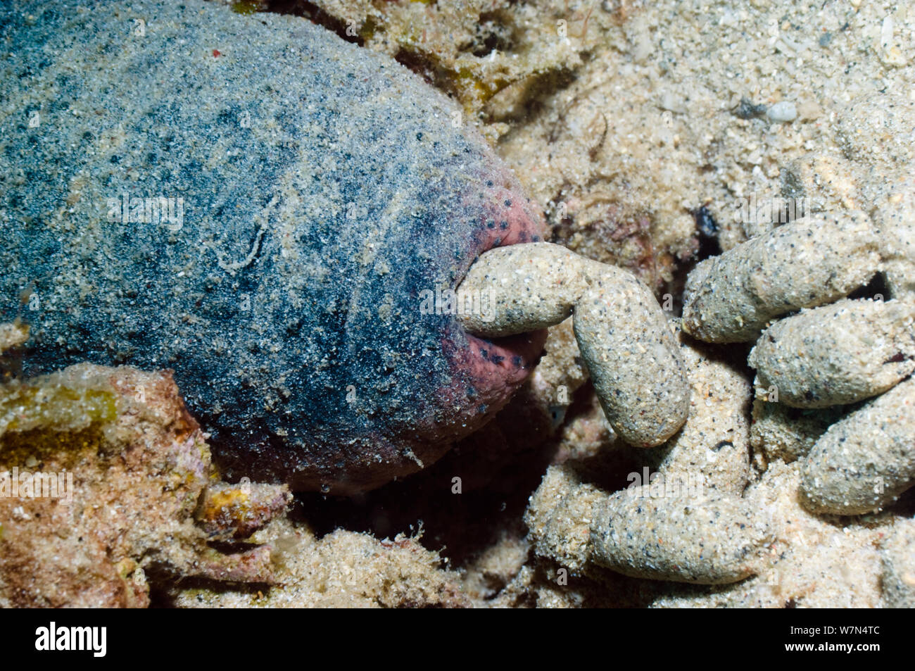 Edible sea cucumber (Holothuria edulis) extruding sand, Manado, North ...