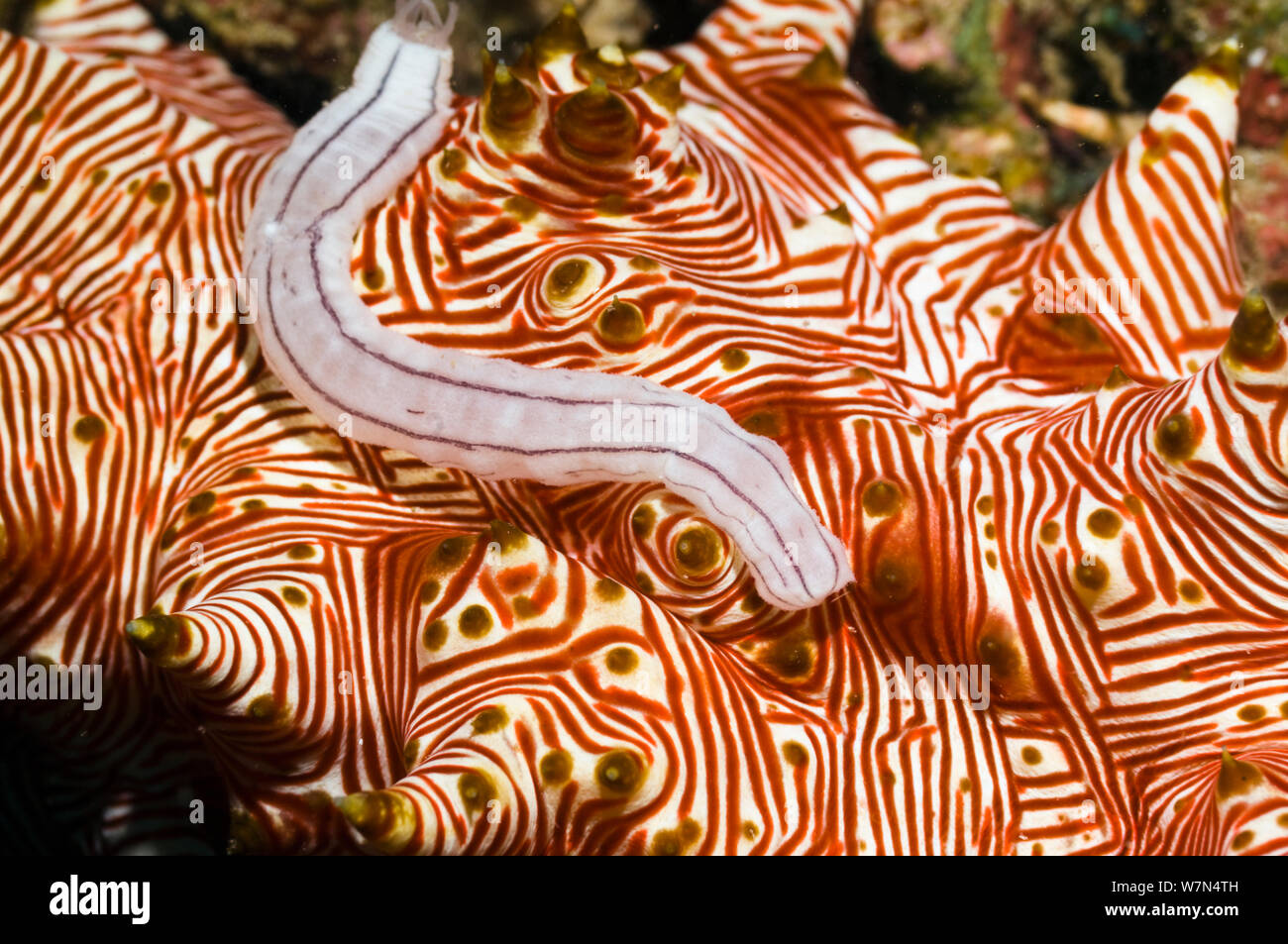 Sea cucumber (Synaptula sp.) crawling on (Thelenota rubralineata ...