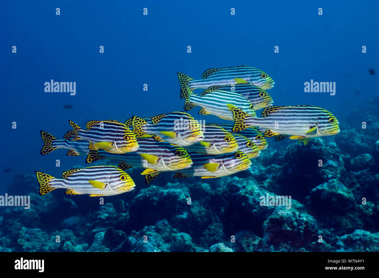 Oriental sweetlips (Plectorhinchus vittatus) shoal above coral reef ...