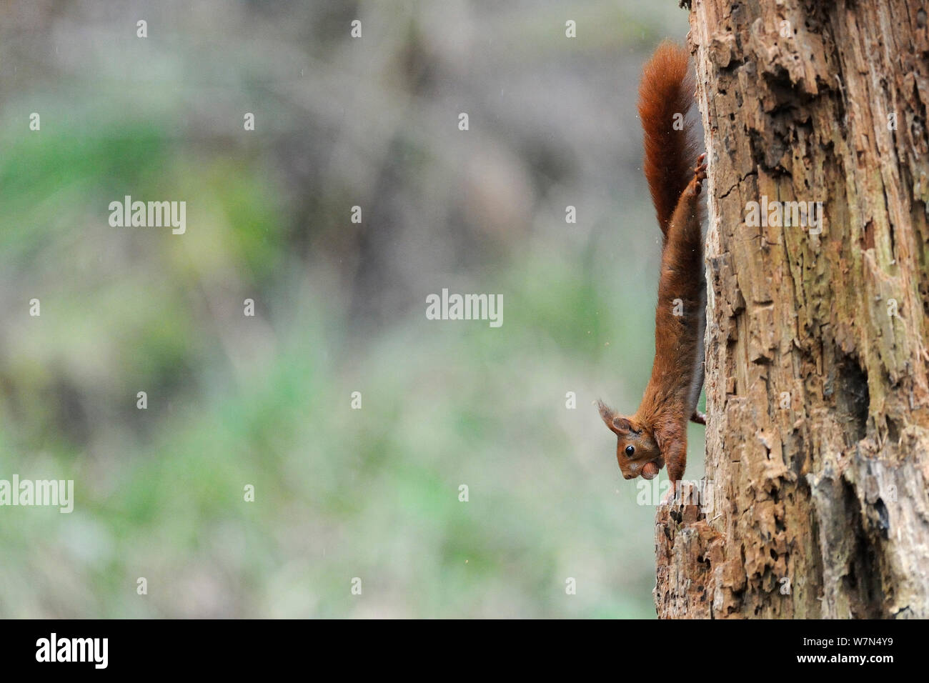 Red squirrel (Sciurus vulgaris) running down tree with hazelnut in its ...