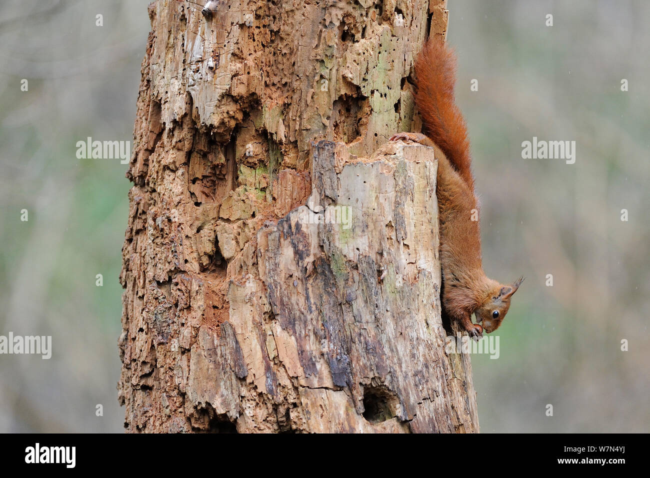 Squirrels Of France High Resolution Stock Photography and Images - Alamy